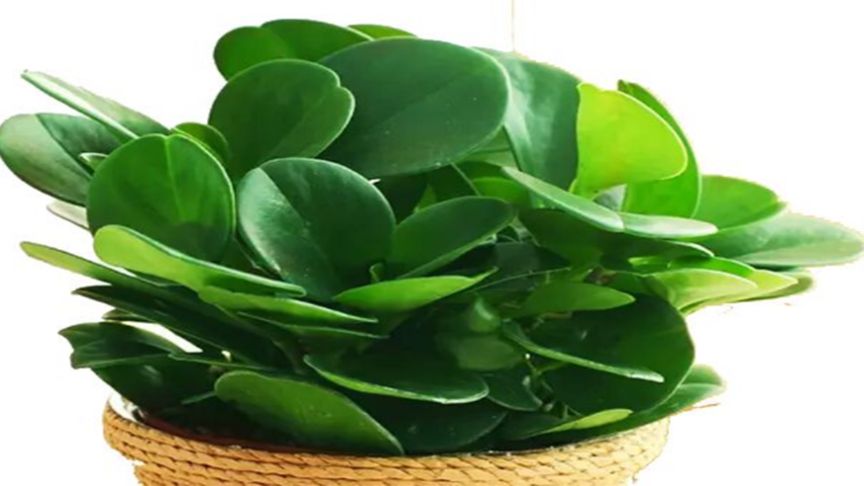 青叶碧玉是什么?这花冬天这样养,保持肉嘟嘟真可爱