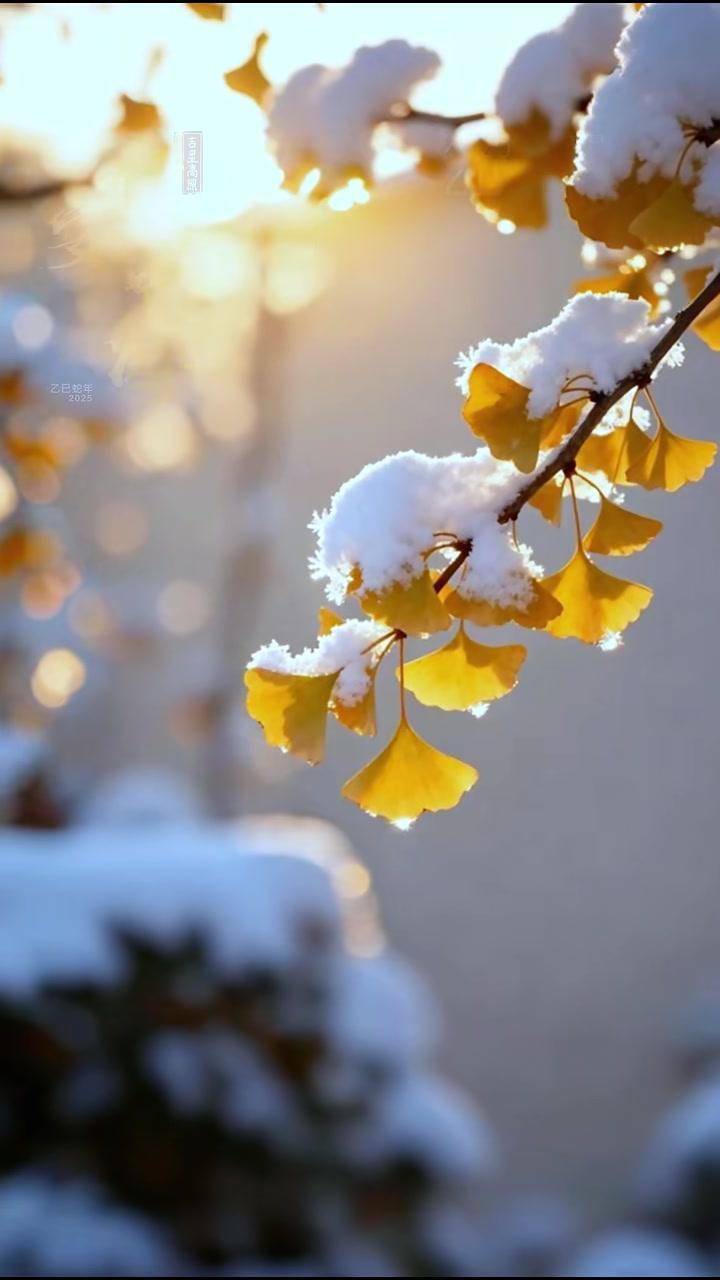 11月16日,星期天,早安。日子一天天变冷,气温一天天下降,暖暖的问候...