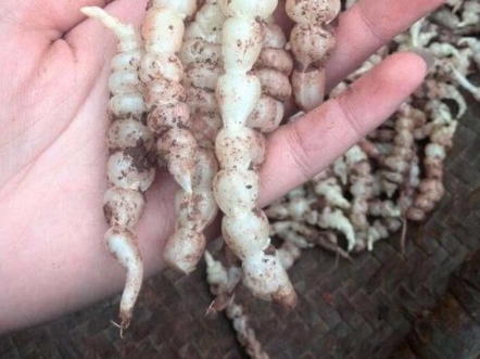 中药植物整理-甘露子-草石蚕(地蚕,宝塔菜)