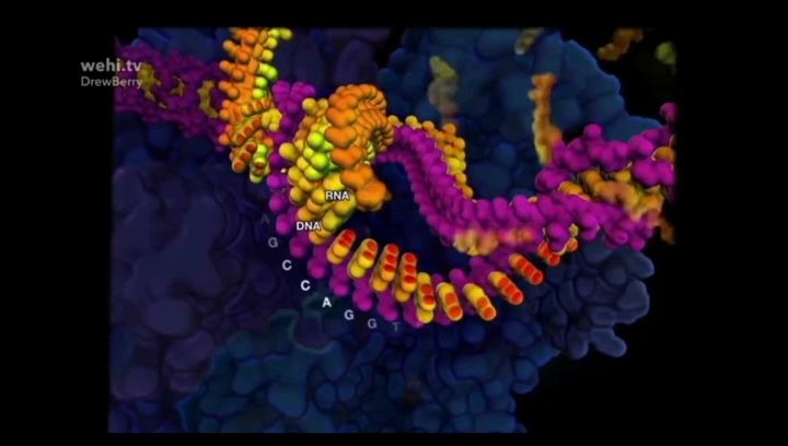 【3D动画】高质量DNA动画演示全集[已汉化]