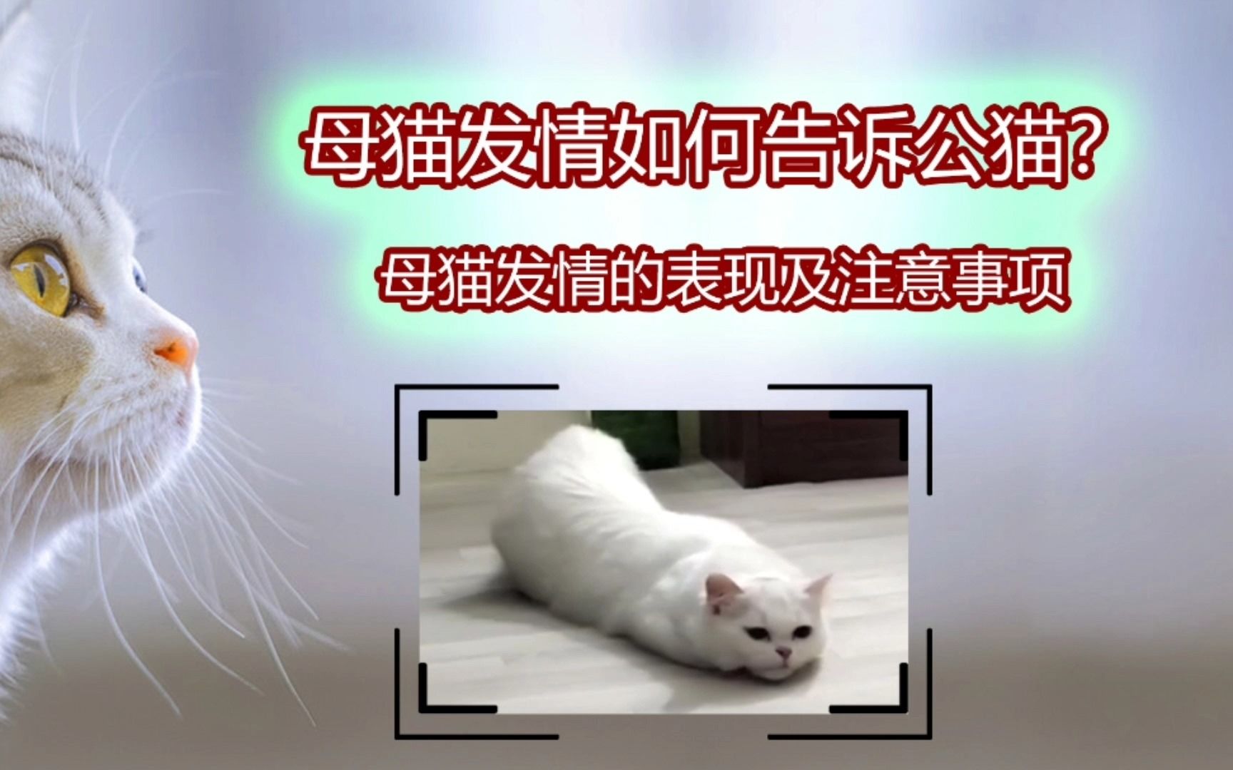 母猫发情如何告诉公猫?母猫发情的表现及注意事项