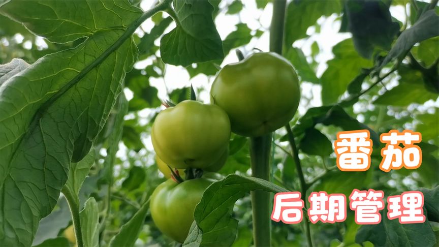 只浇水不用肥料,无土栽培番茄到了后期,投入少产量高