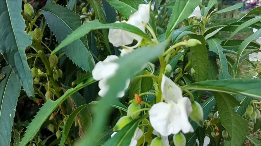 小时候随处可见的凤仙花,有好多养生的作用,分享给大家