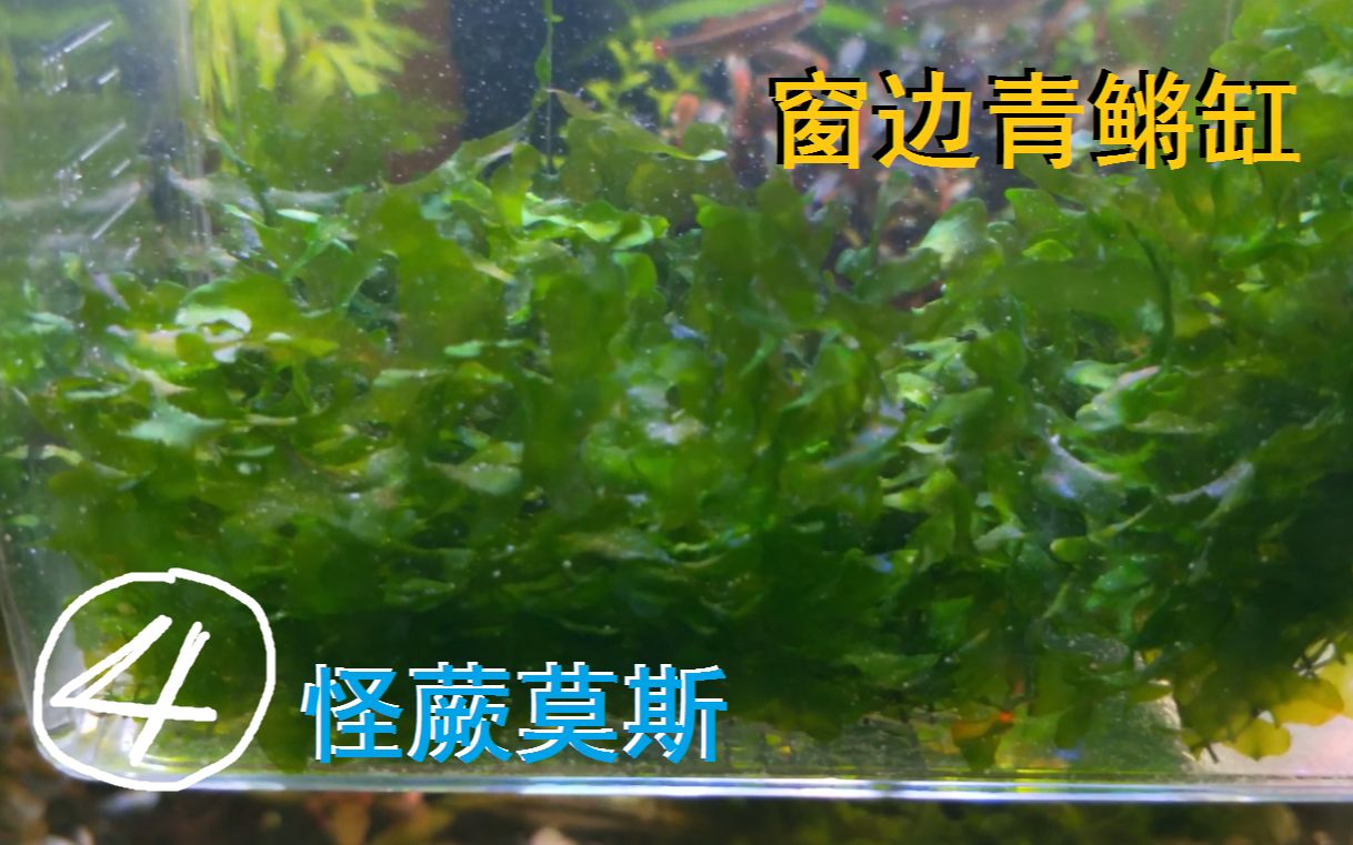 【灯火猫猫】窗边青鳉缸,种植怪蕨莫斯--第4期(持续记录)