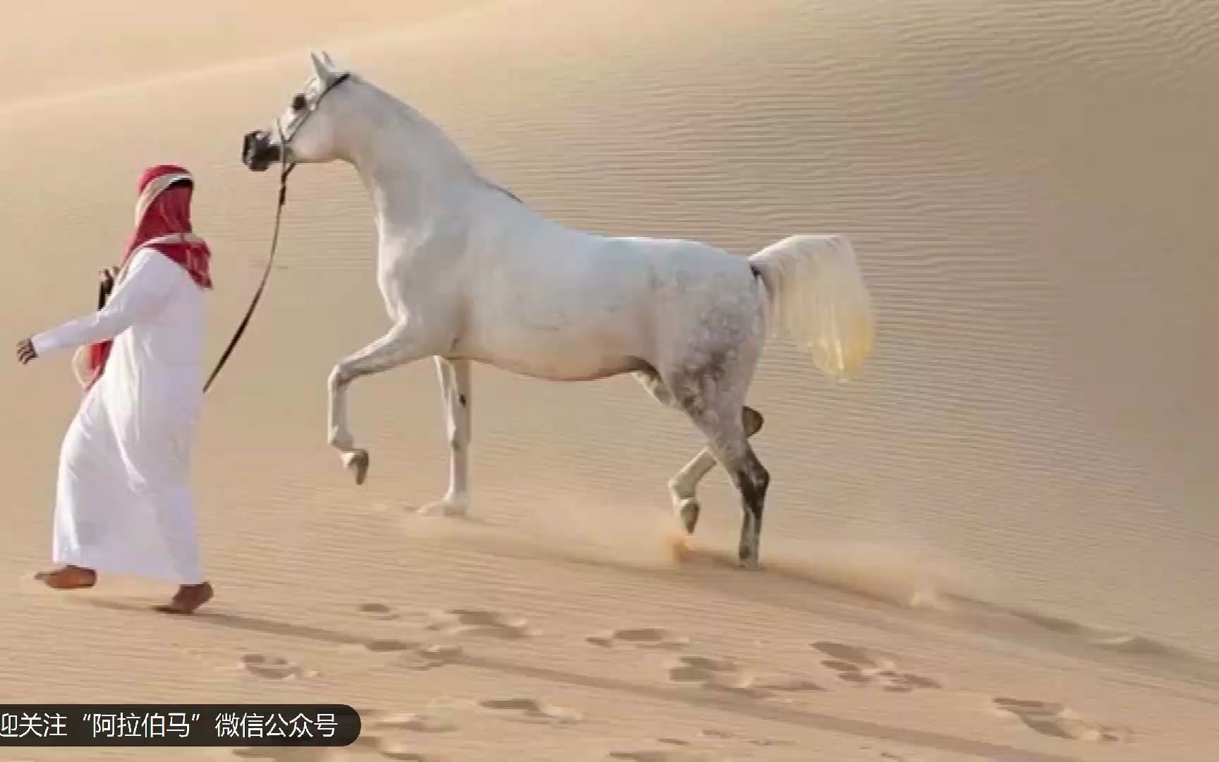 “上帝抓起一阵南风,世上就有了阿拉伯马”
