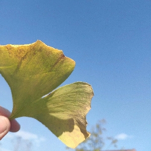 蓝语阁 