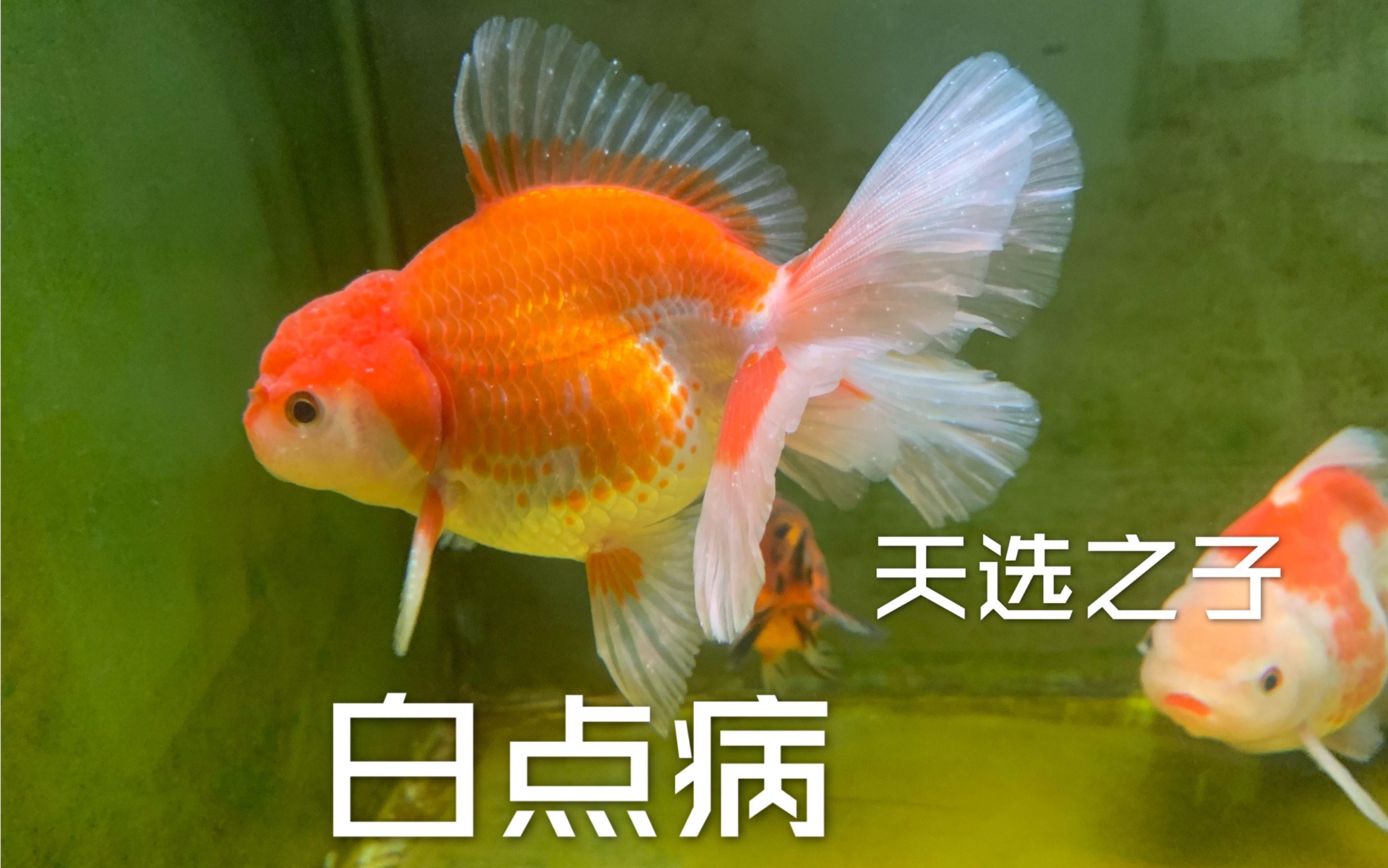 【泰狮兰寿】【白点病】白点治疗成功啦,所以这是一支分享视频