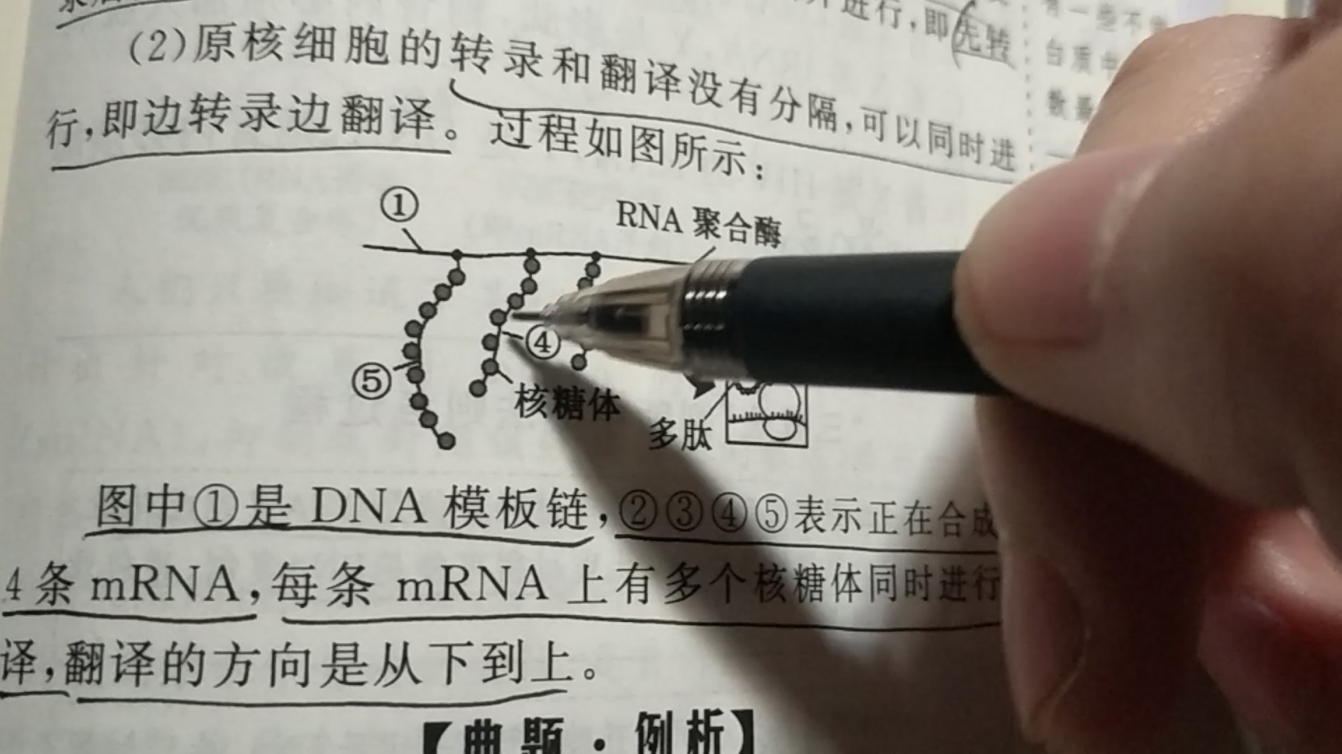 真核生物与原核生物的蛋白质翻译方向