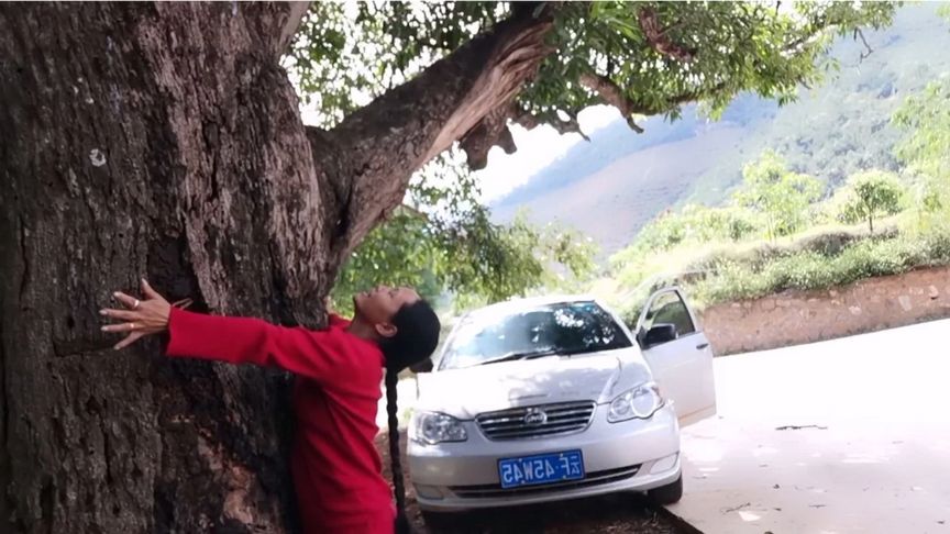 一棵上百年的野生芒果树