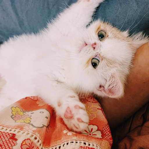 怪猪和神经猫 