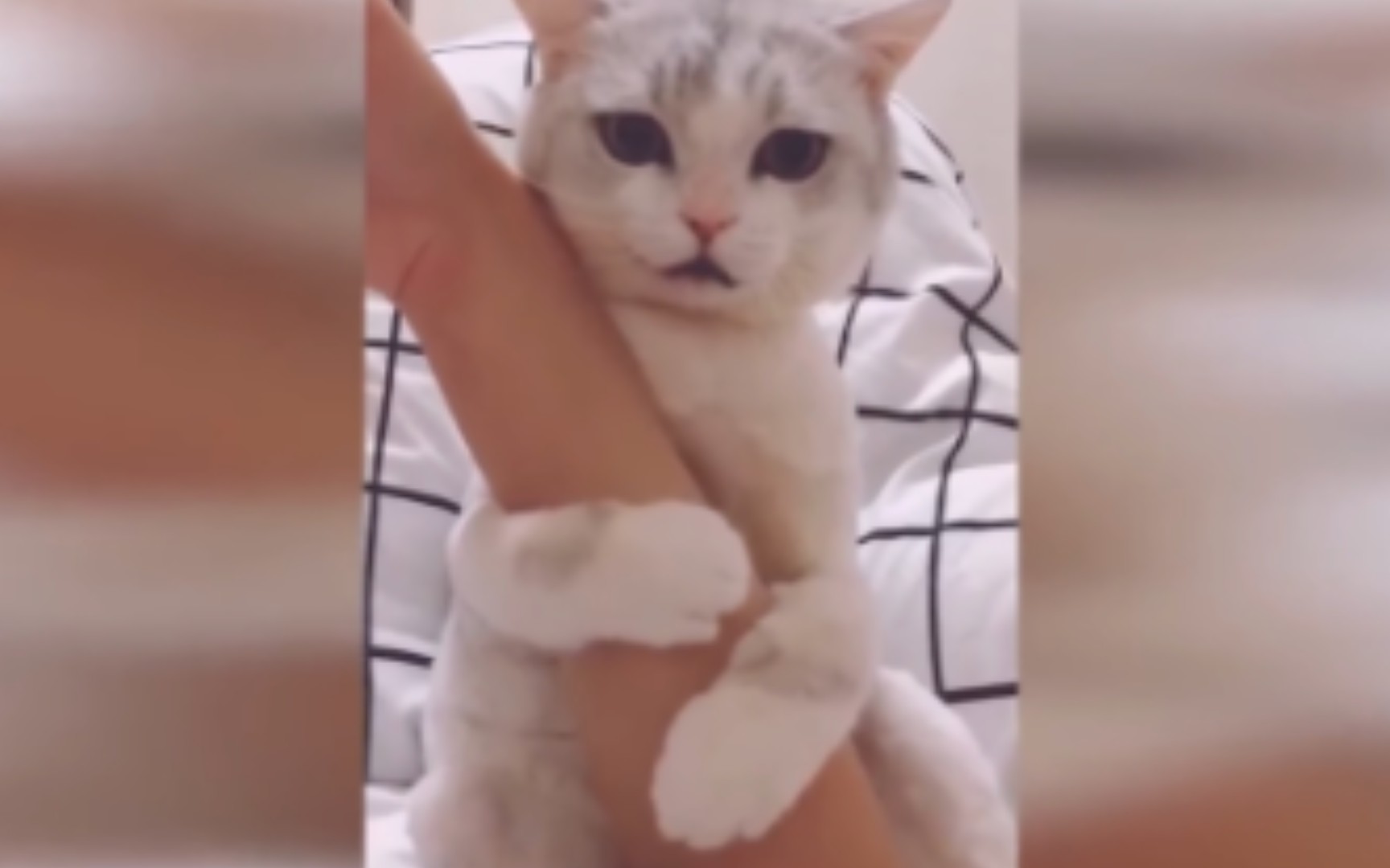 猫咪撒娇怎么叫,你爱了吗