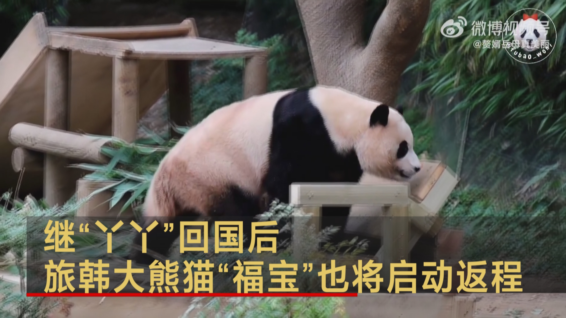 继“丫丫”回国后 旅韩大熊猫“福宝”也将启动返程