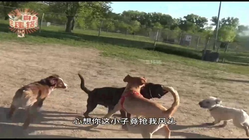 黑狗一球成名被大黄狗们团团转 狗狗世界里的"群殴"太搞笑了 简直是...