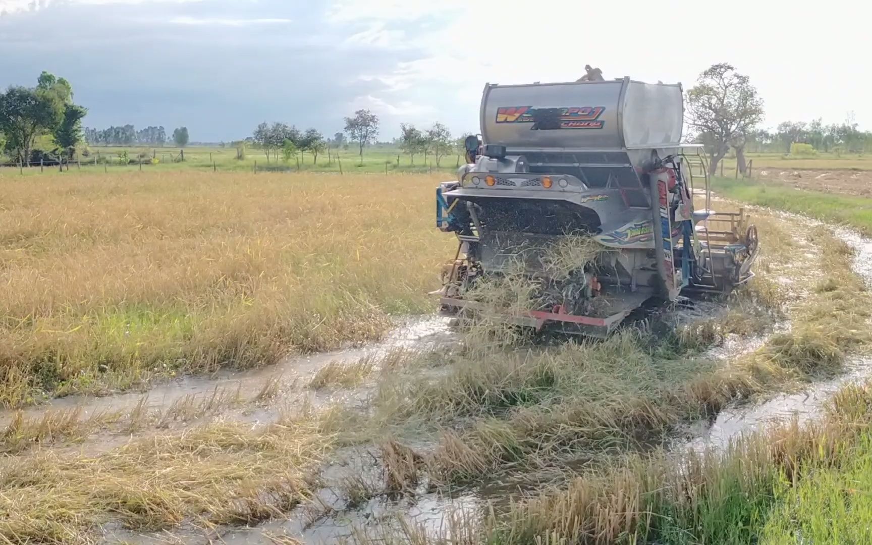 收割机收割水稻全过程(泰国)