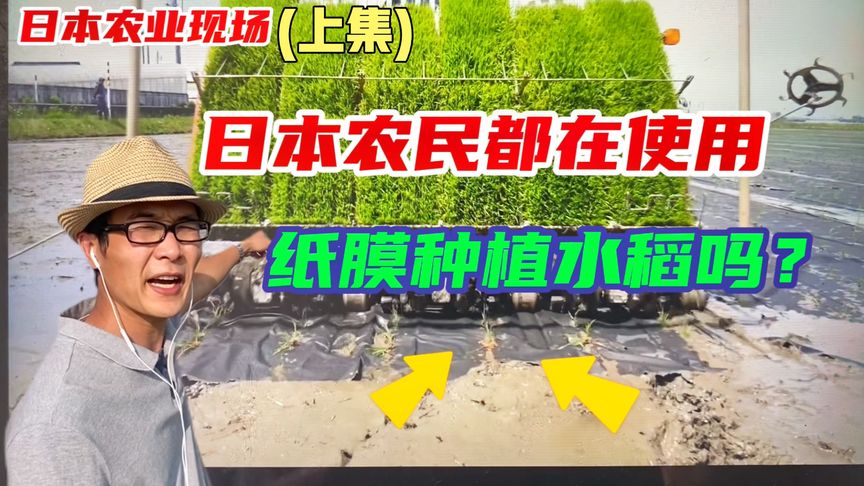 被广泛推广的纸膜种植水稻方式,在日本是个什么情况?真相大揭秘