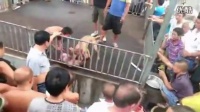 斗狗视频土狗打架视频 斗狗凶猛撕咬