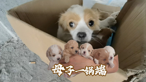 今天告诉你修狗可以有多可爱!