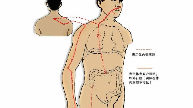 手阳明大肠经循行图#健康养生 #关注健康