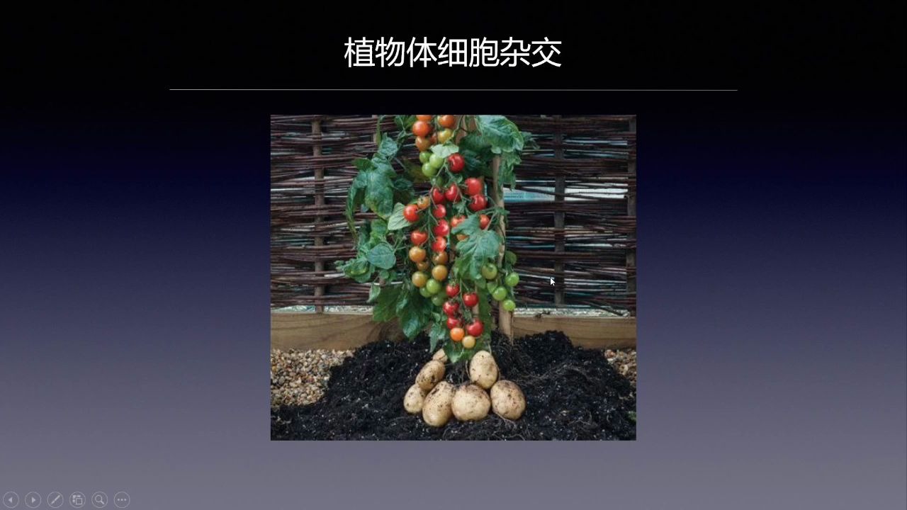 植物细胞工程:植物体细胞杂交