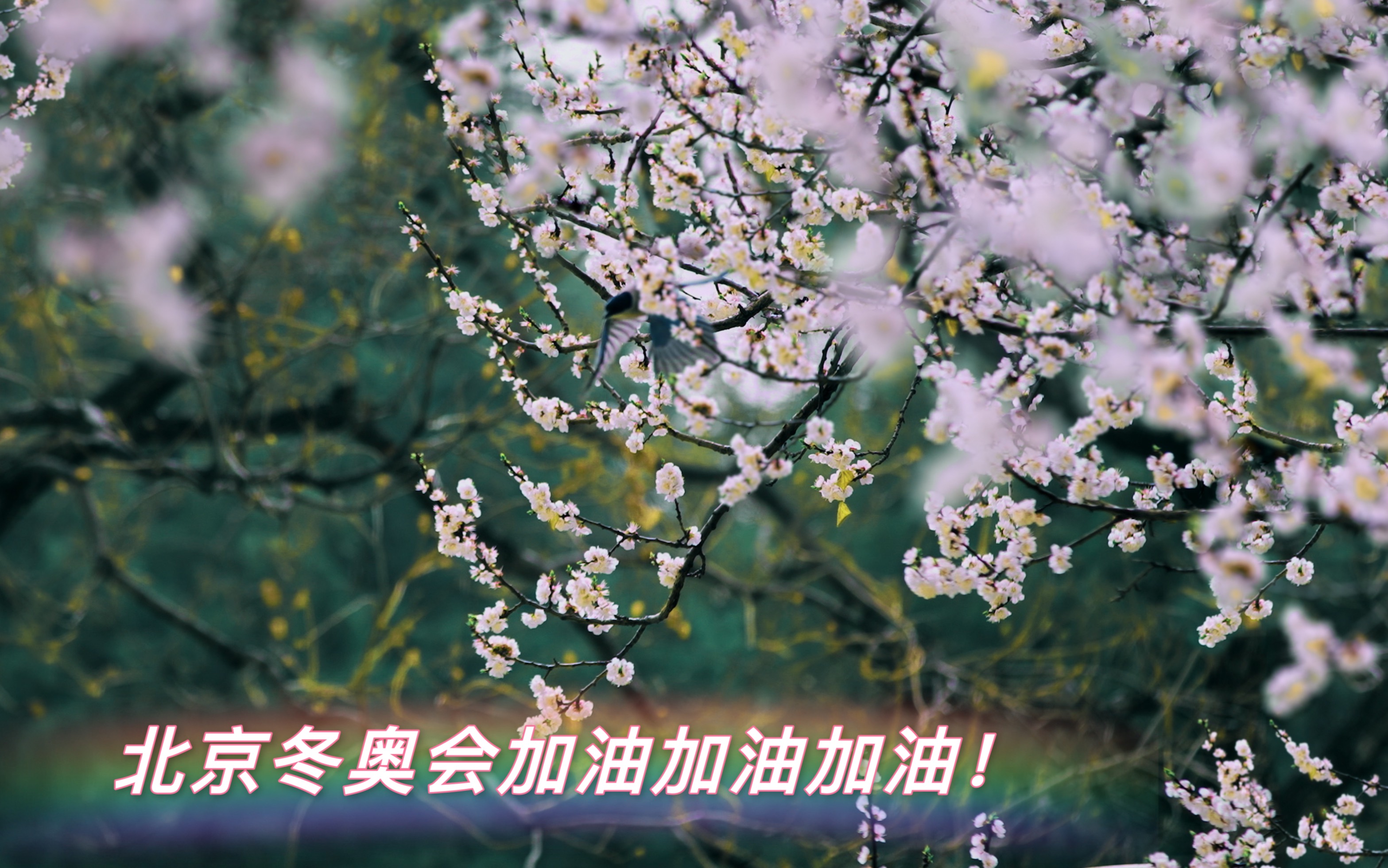北京冬奥会二十四节气倒计时封面混剪