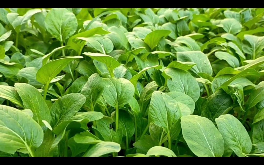 食品安全:农药残留超标。解决农残已经是刻不容缓的大问题。