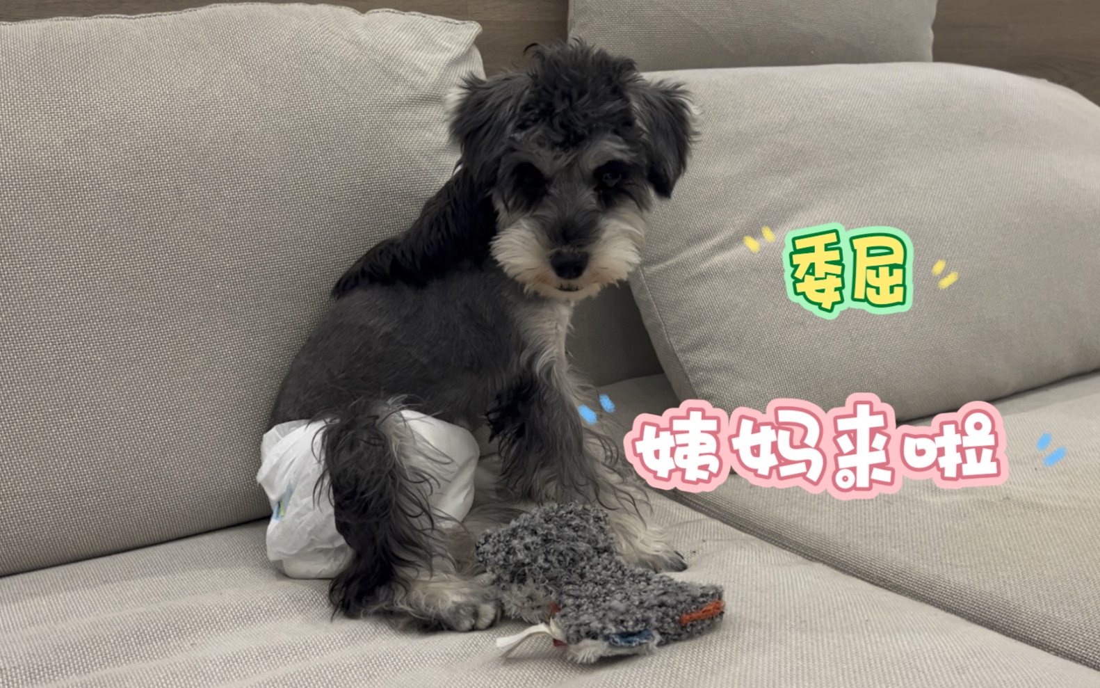 雪纳瑞第一次带姨妈纸,心里委屈,为什么要拿一大坨卫生纸怼屁股上