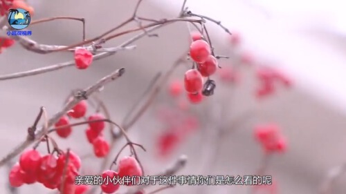 世界上最不正经的椰子树,从不会长椰子,却养活了几百万人