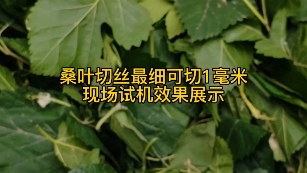 切丝机有多强?桑叶切至1毫米!超细切草如飞,现场试机见分晓!