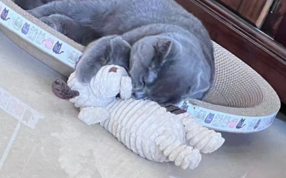 猫猫A标记他的狗狗玩具O