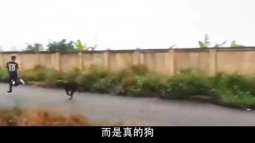 被狗追过吗?被狗追该怎么自救