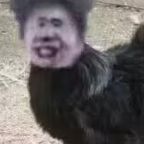 只因鱼1145 