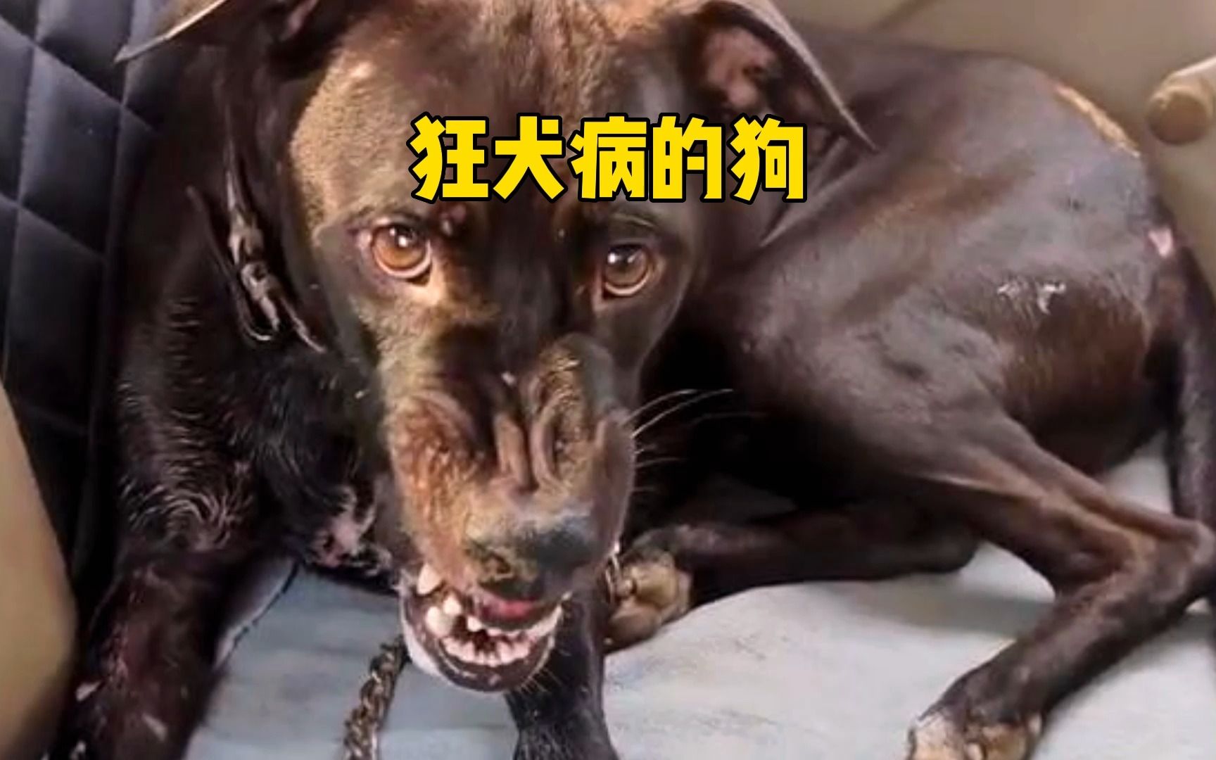 狂犬病发作的狗子,前后表现是怎么样的,在外面一定要注意