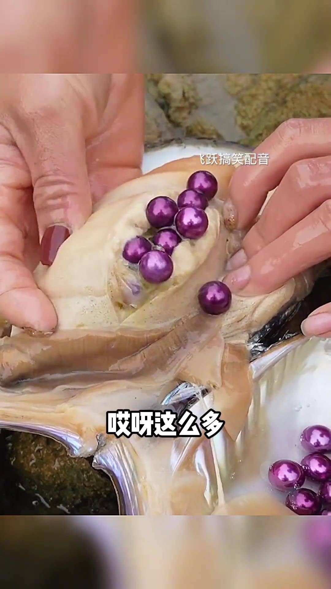 一个蚌壳里居然藏了这么多珍珠