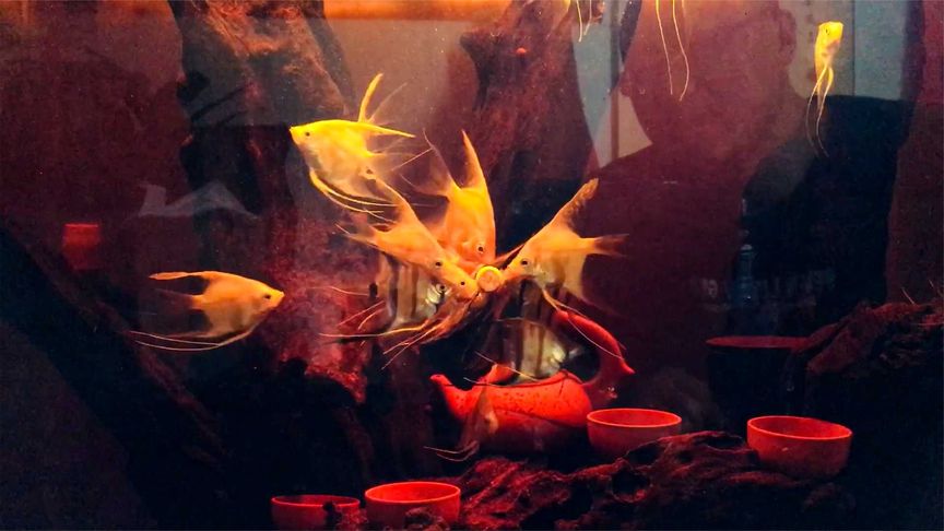 鱼友底砂过滤系统失败原因分析,及个人总结影响底砂过滤成败原因