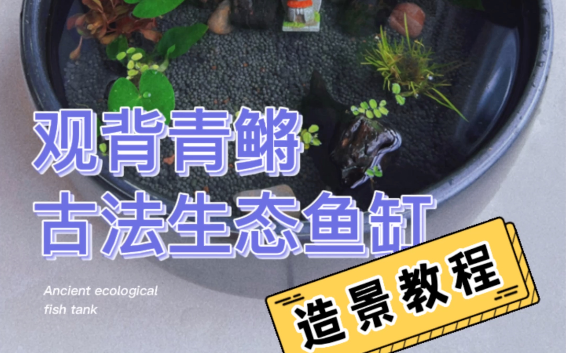 青鳉生态鱼缸造景教程,超简单!
