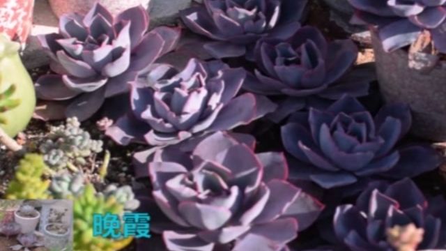 大个多肉植物怎么种?一看就会!来学多肉混土吧!