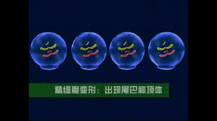 微课精子和卵细胞的形成金太阳