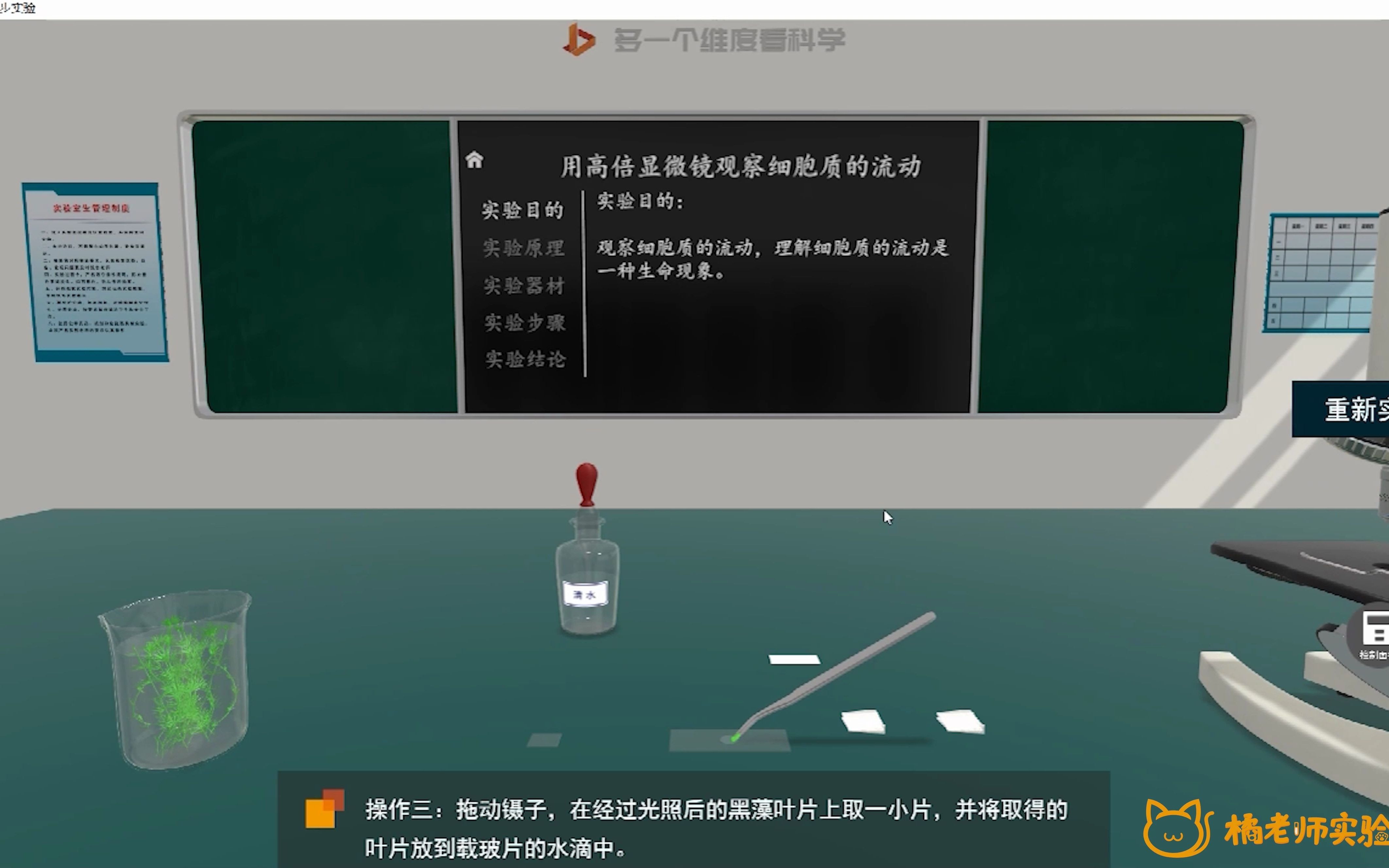 【橘老师实验室】用高倍显微镜观察细胞质的流动