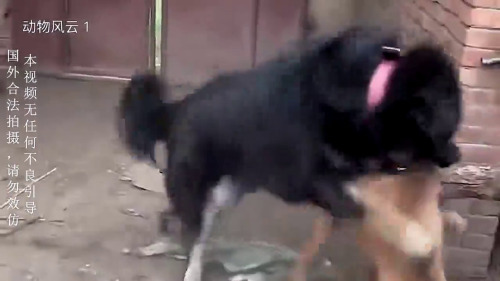 藏獒教训比特犬,比特犬被咬得狗血淋头