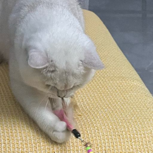 程序员李M 
