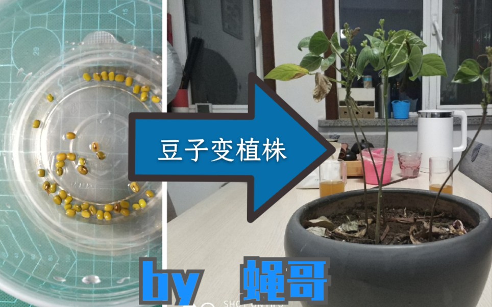 植物成长日记—绿豆 从发芽到结果,全程纪录