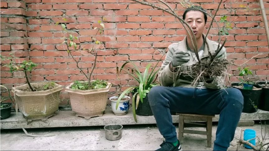 教大家如何栽植盆景下山桩