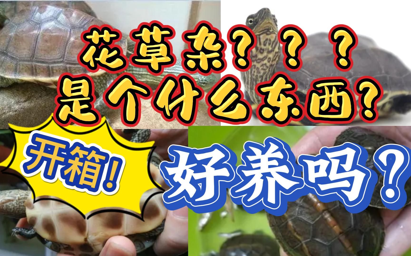(南鸢小讲堂)开箱一只花草杂!详细谈谈花草杂的特点以及饲养方面的...