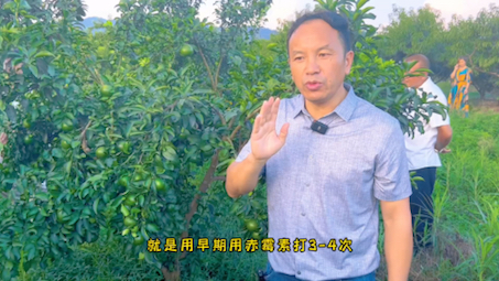 柑橘防裂果的秘诀