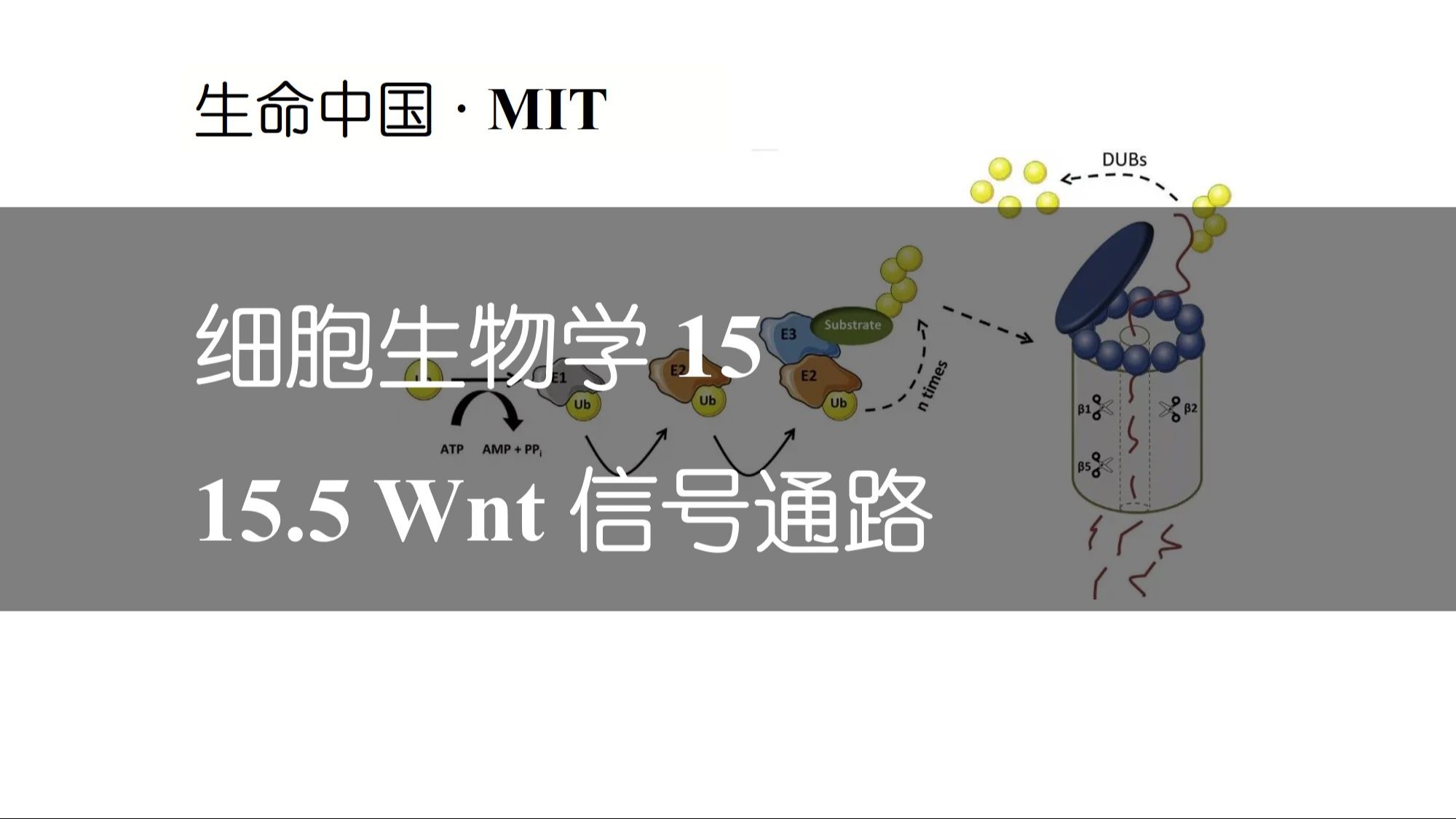 【细胞生物学】15.5 Wnt 信号通路
