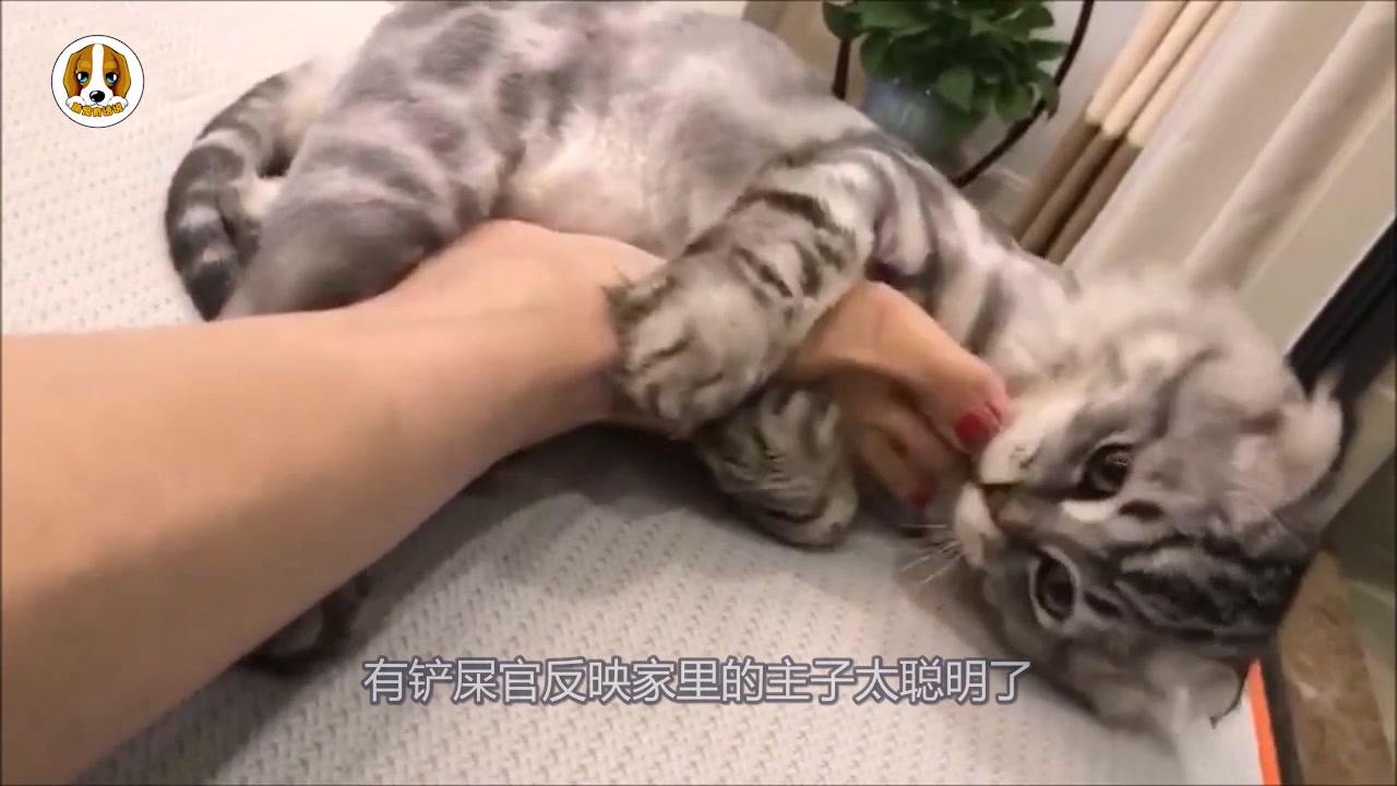你知道猫咪是怎么认主人的吗？这3个原因告诉你答案