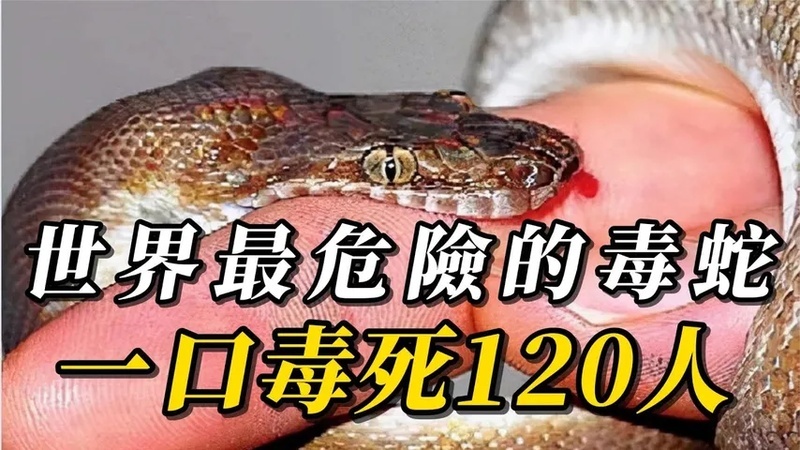 全世界最可怕的10种毒蛇!眼镜蛇仅能排第8,第一一口能杀120人