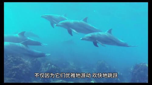 对于海豚,我们还有多少是不知道的呢