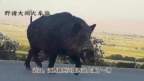 赣州野猪大闹火车站
