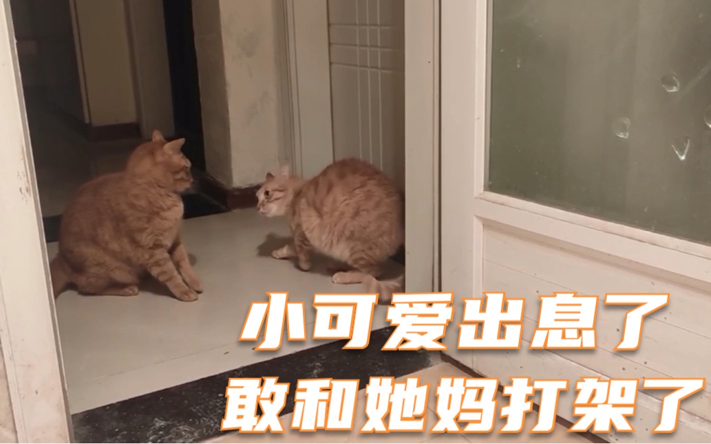 突然想,猫咪之间,是为啥打架?